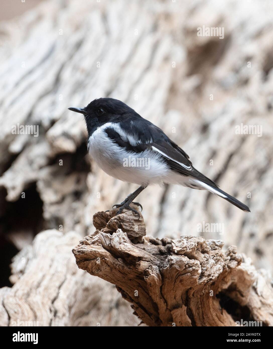 Australian robin hi-res stock photography and images - Alamy