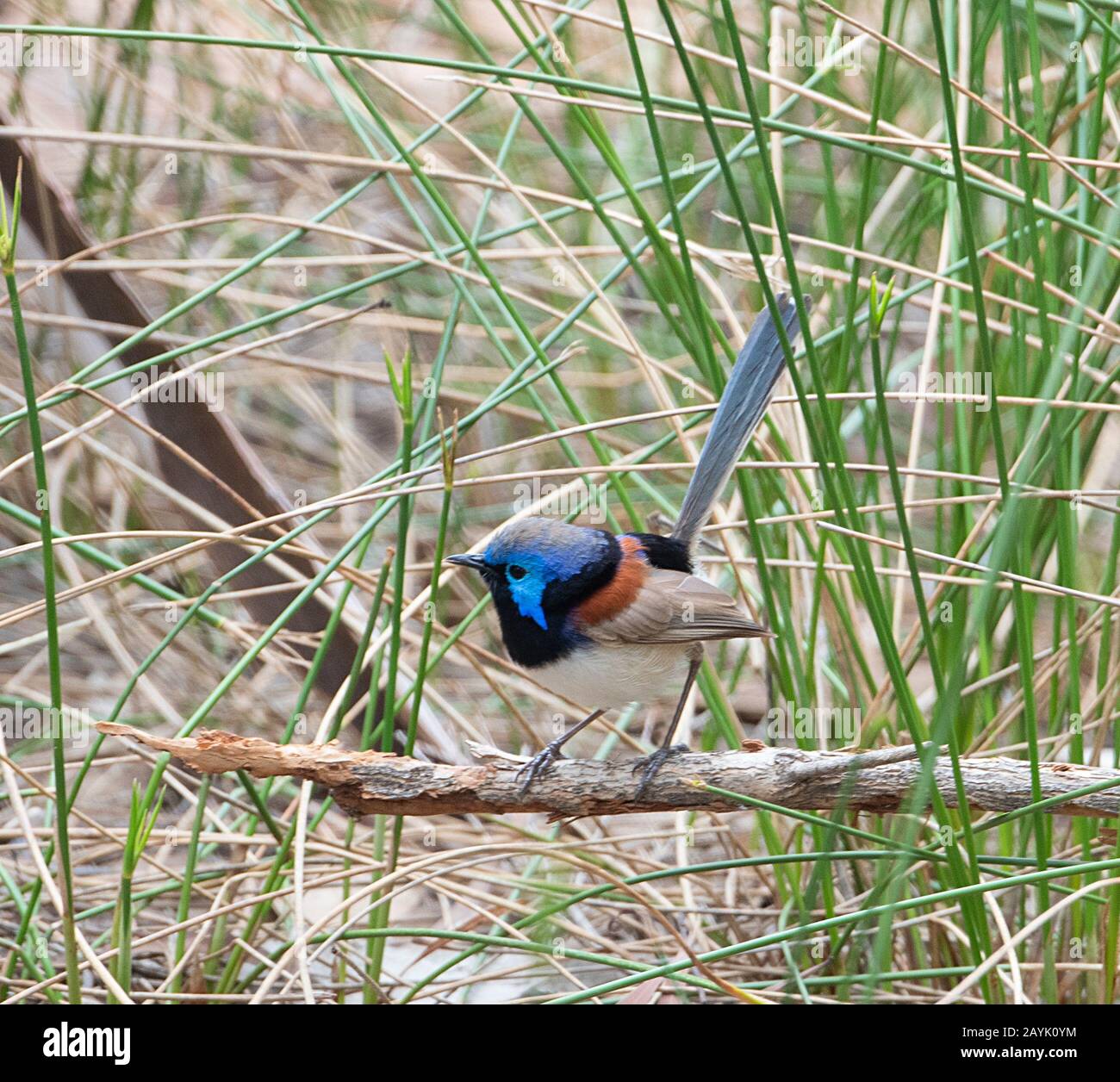 Male variegated fairy wren malurus lamberti hi-res stock photography ...
