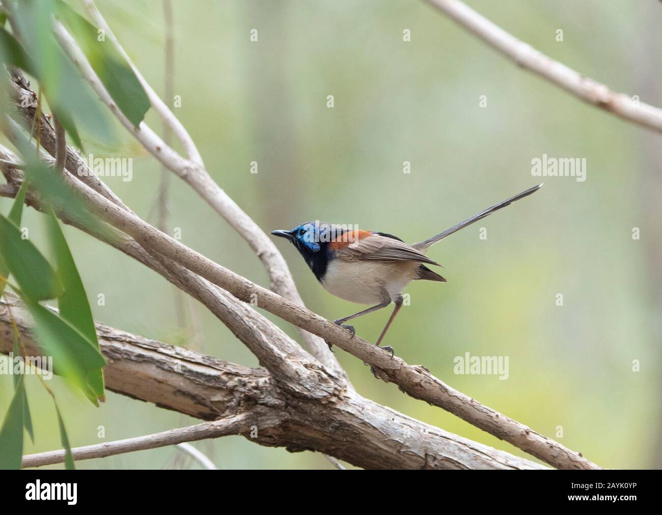 Male Malurus Lamberti High Resolution Stock Photography and Images - Alamy