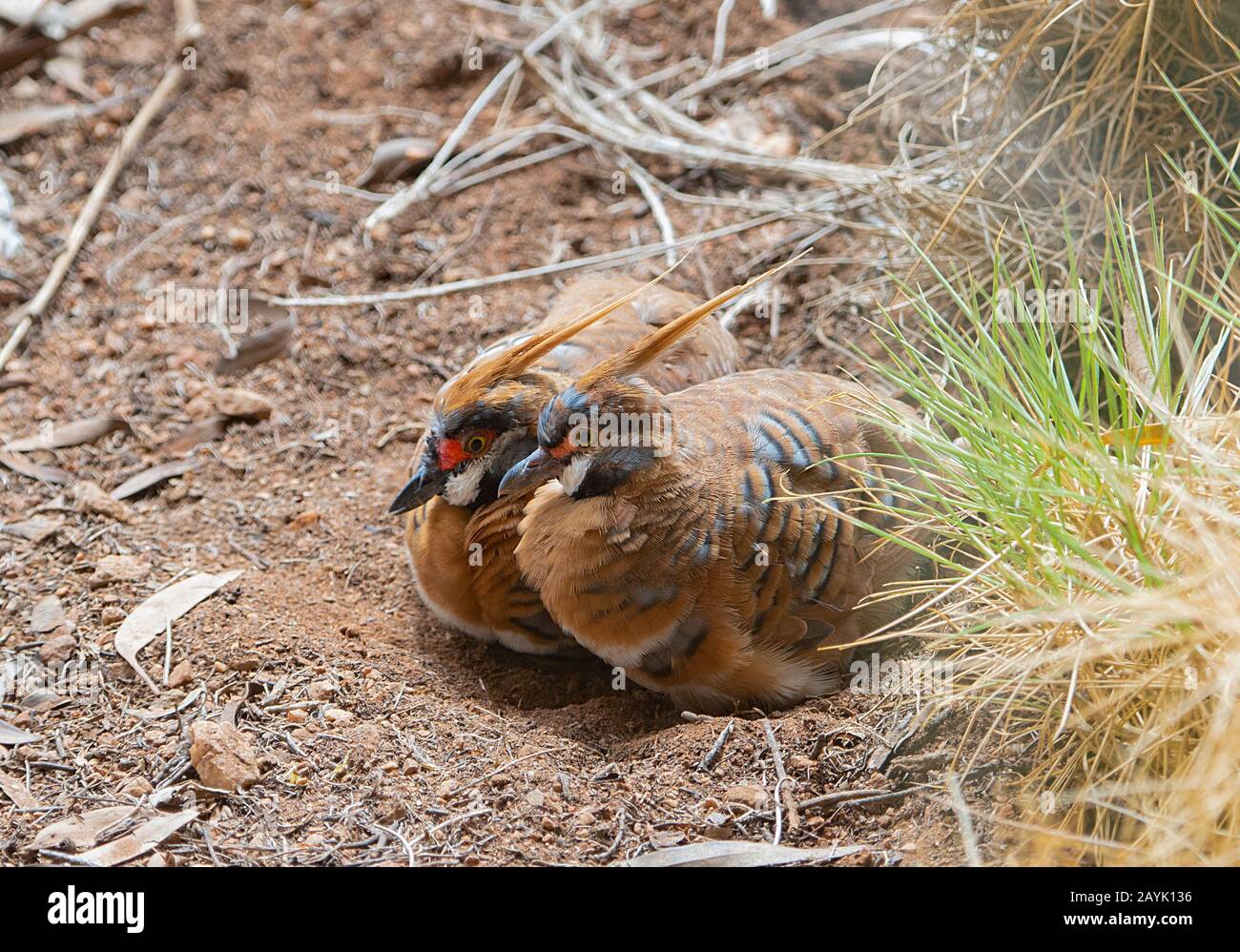 Two Spinifex Pigeons (Geophaps plumifera) huddled together on the ...