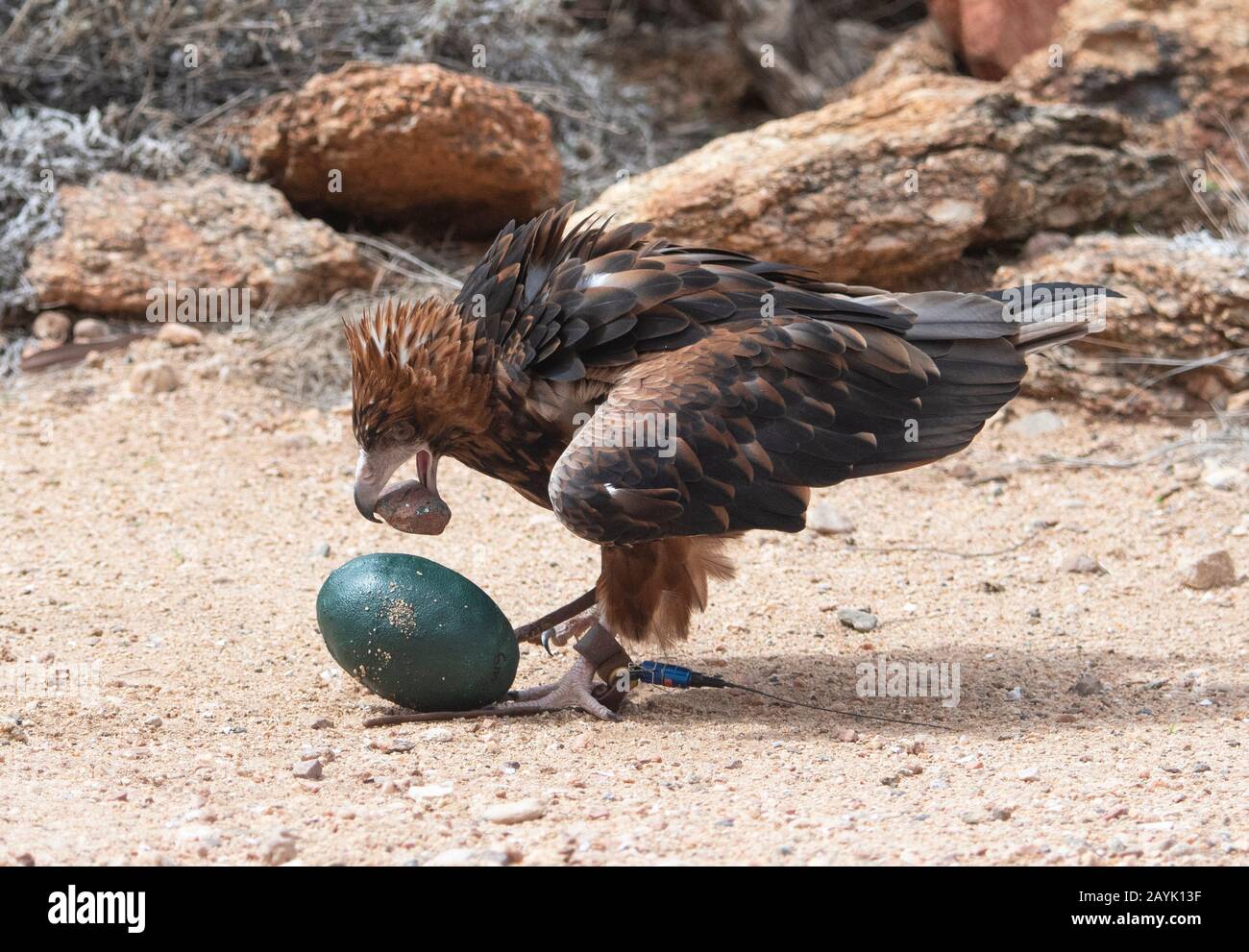 A Black-breasted Buzzard (Hamirostra melanosternon) uses a stone as a ...