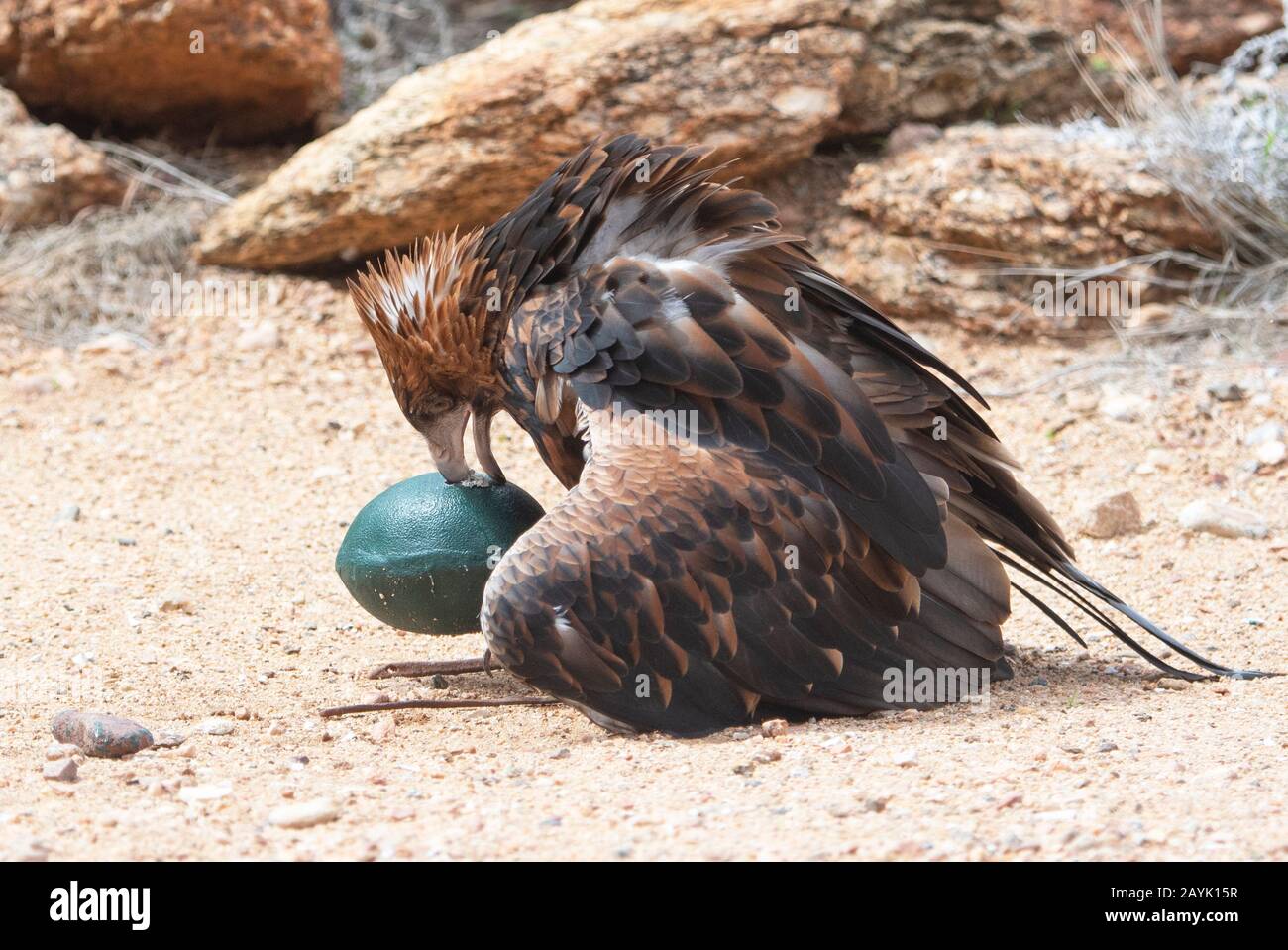 A Black-breasted Buzzard (Hamirostra melanosternon) breaking open a ...