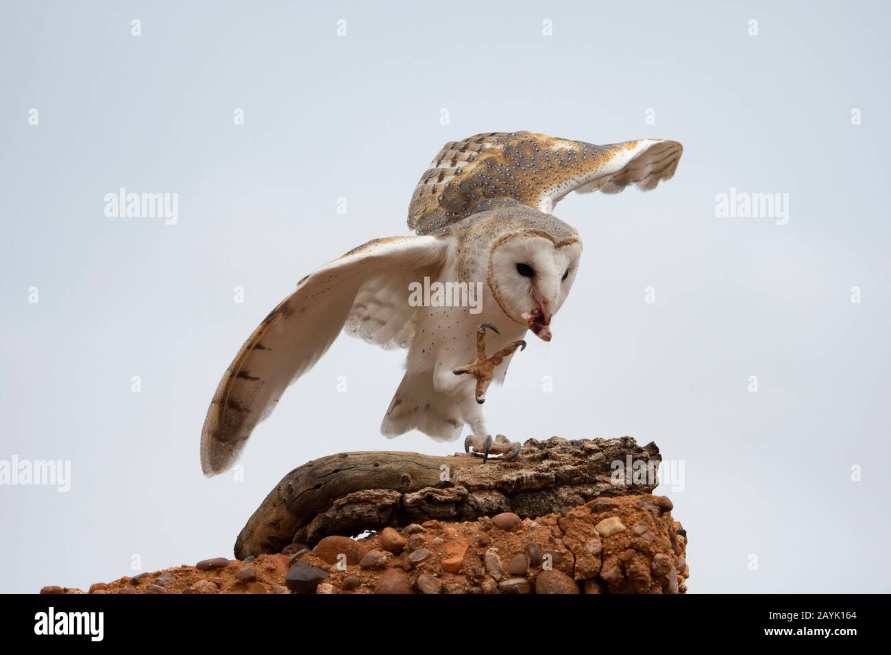 Barn Owl (Tyto alba) with open wings and talon forward while feeding ...
