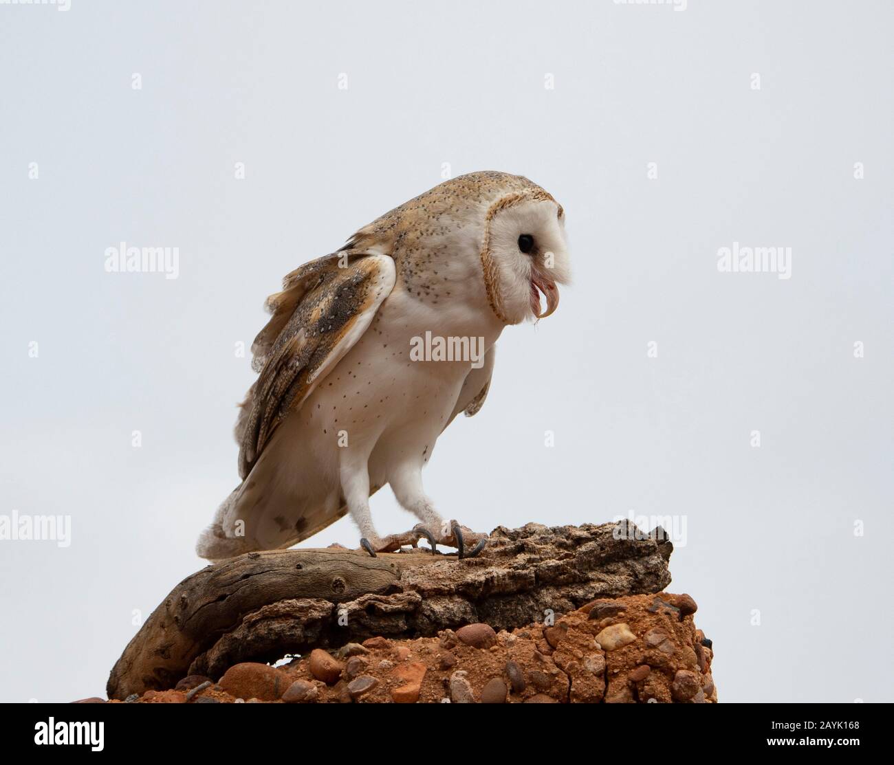 Owl with beak open hi-res stock photography and images - Alamy
