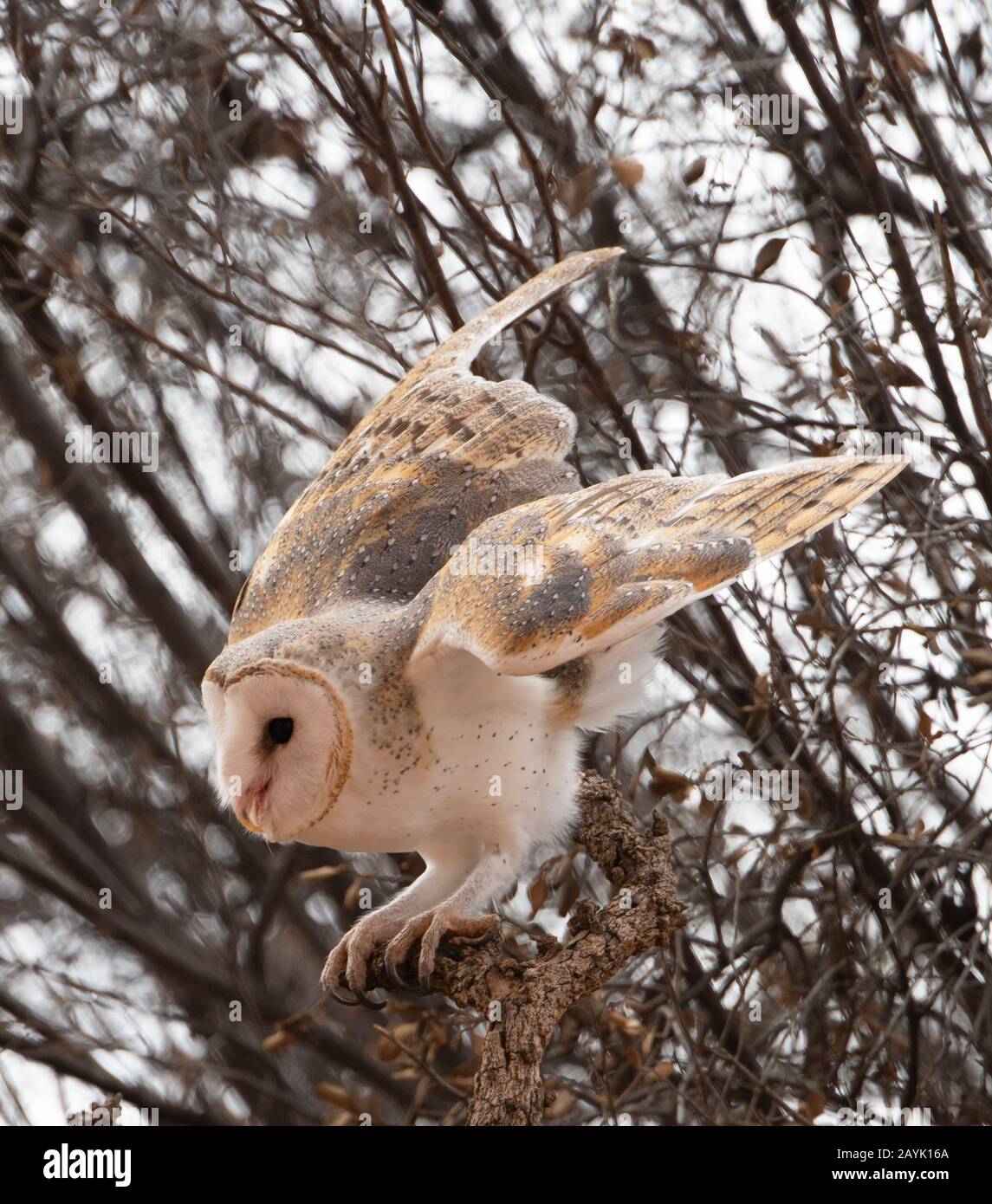 Barn Owl Taking Off