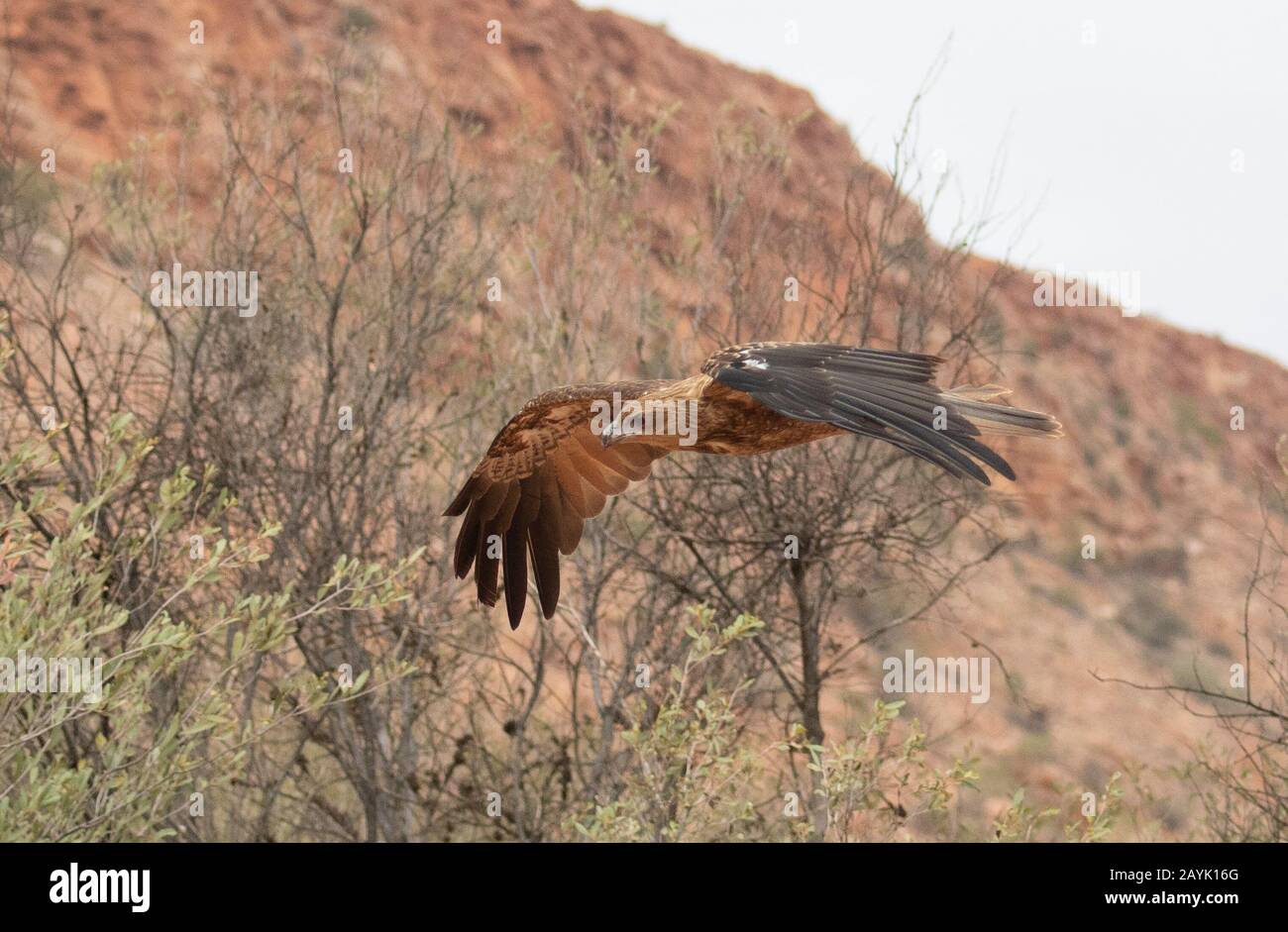 Australian raptors hi-res stock photography and images - Alamy