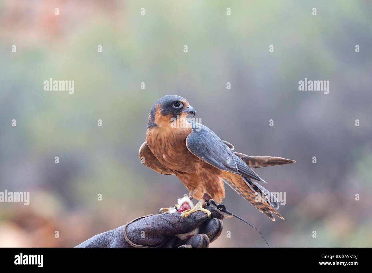 Hobby bird hi-res stock photography and images - Alamy