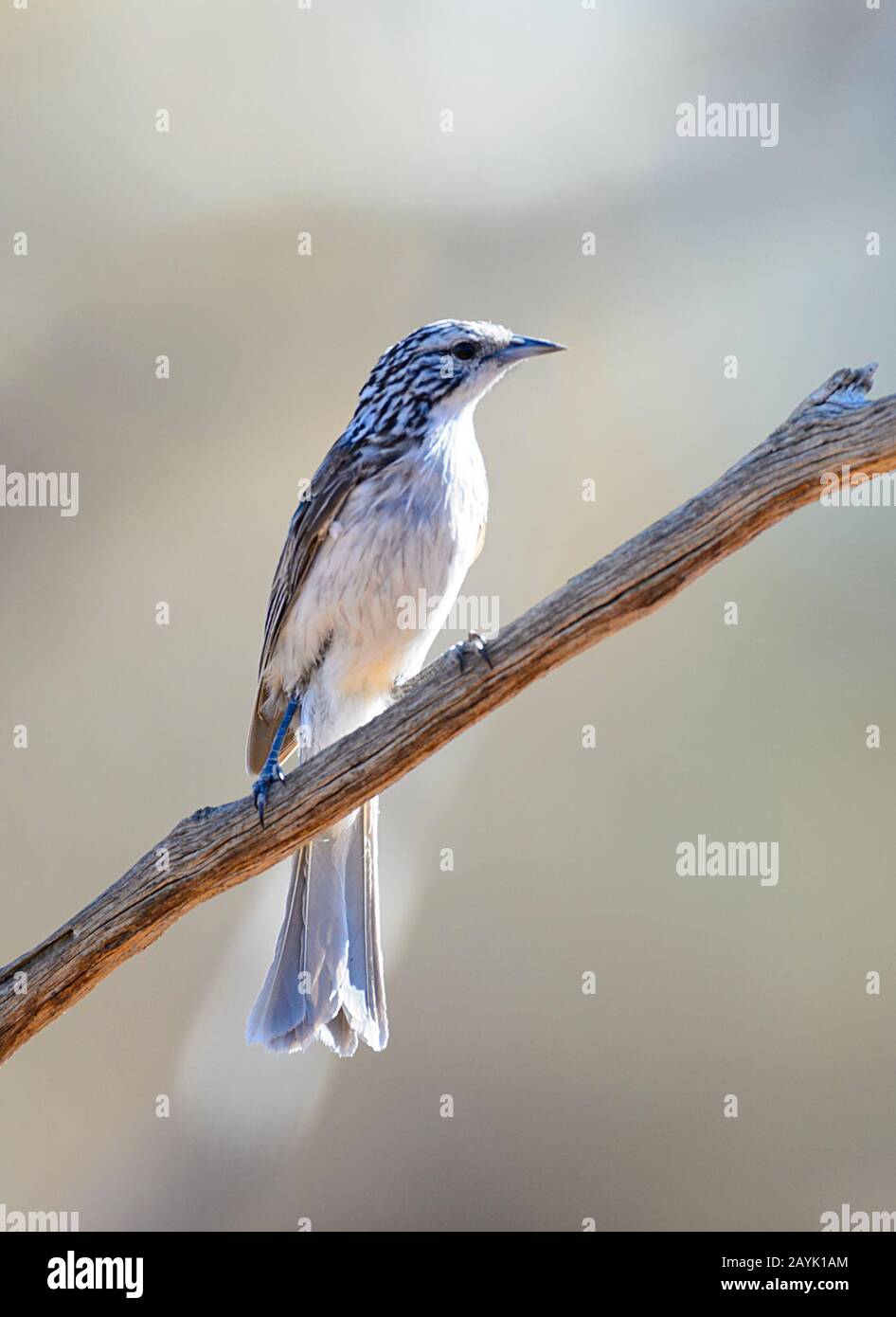 Plectorhyncha lanceolata hi-res stock photography and images - Alamy