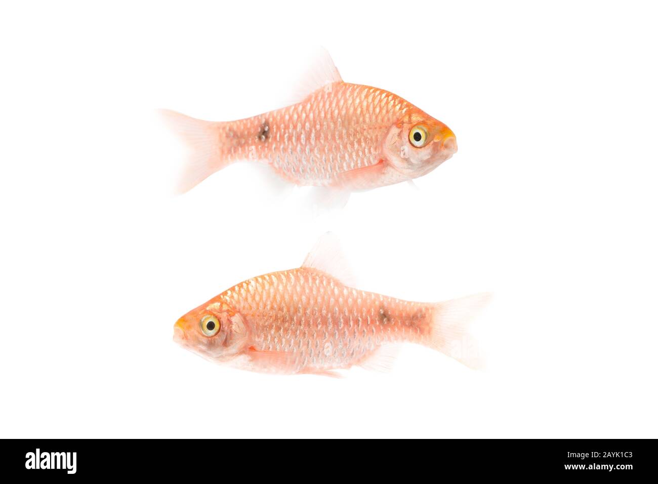Aquarium Fish isolated on white background Stock Photo - Alamy