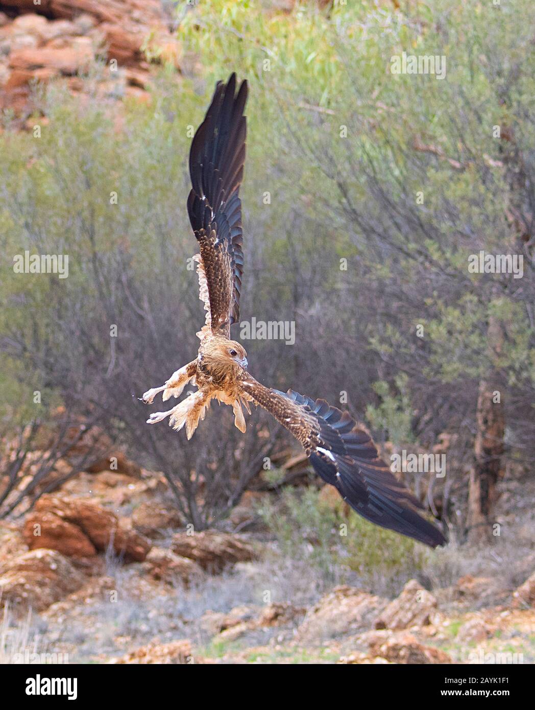 Whistling Kite (Haliastur sphenurus) in flight Stock Photo - Alamy