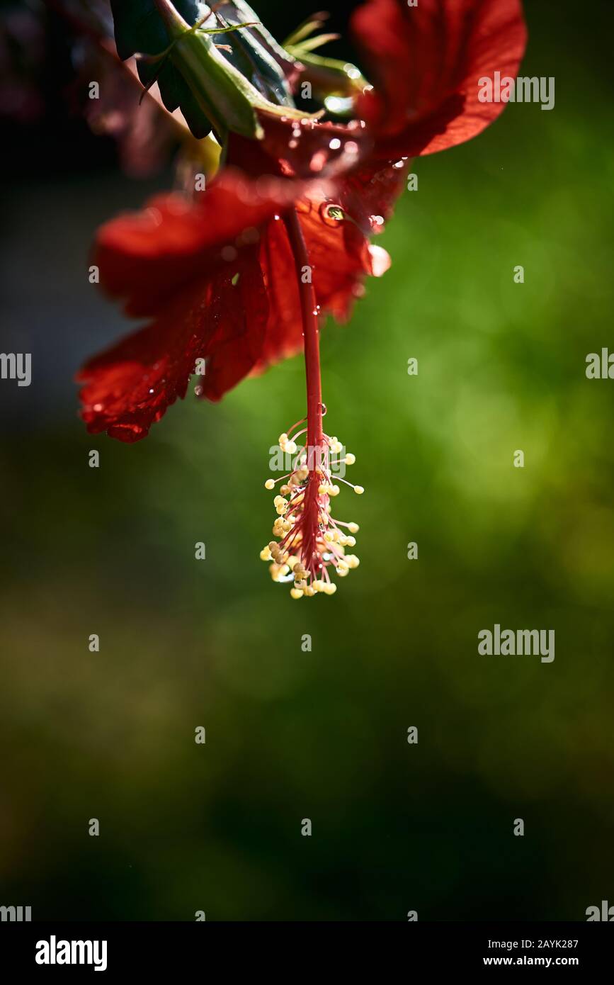 The pollen of red Common Hibiscus flower Stock Photo - Alamy