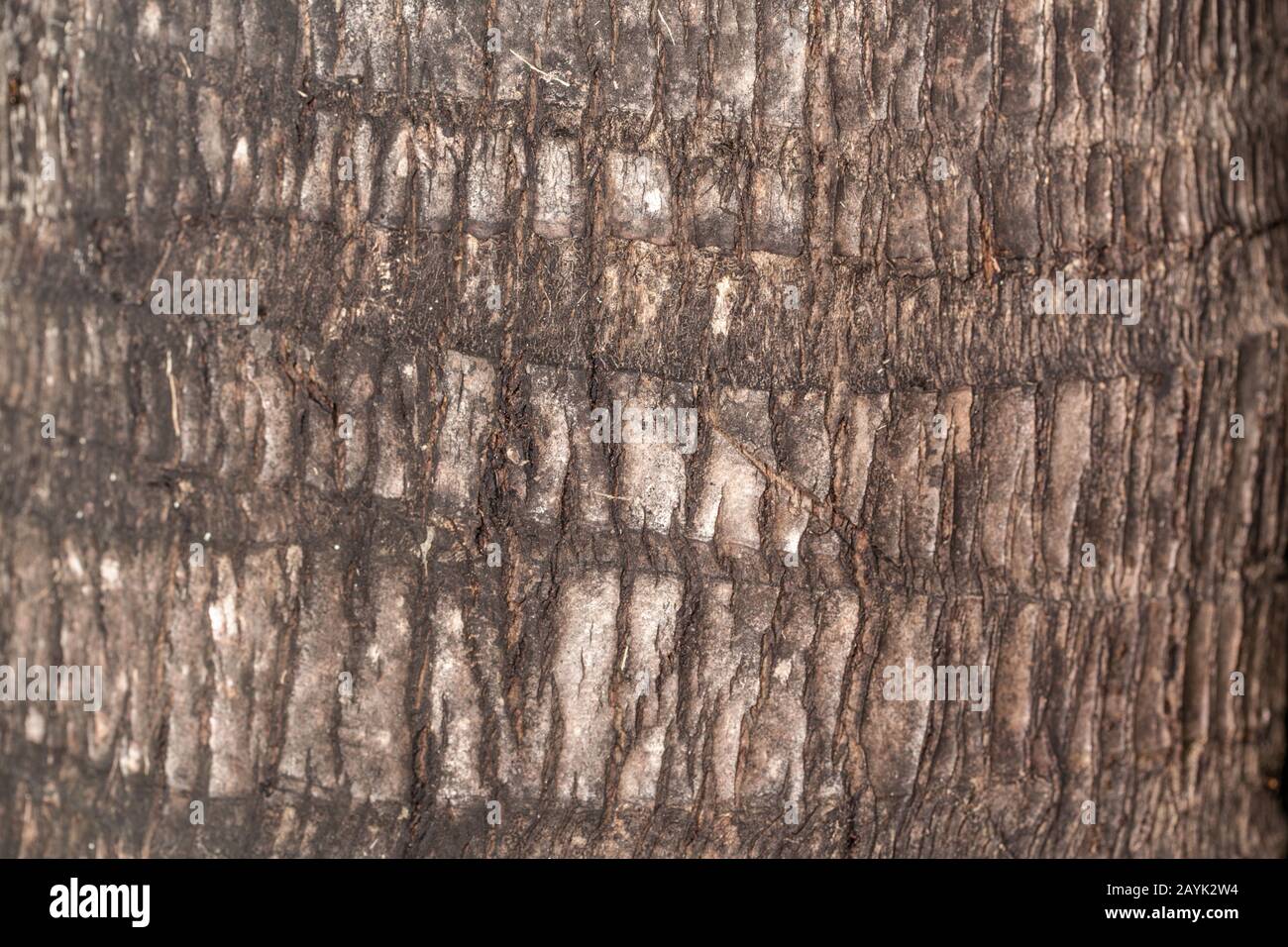 Coconut tree texture background Stock Photo - Alamy