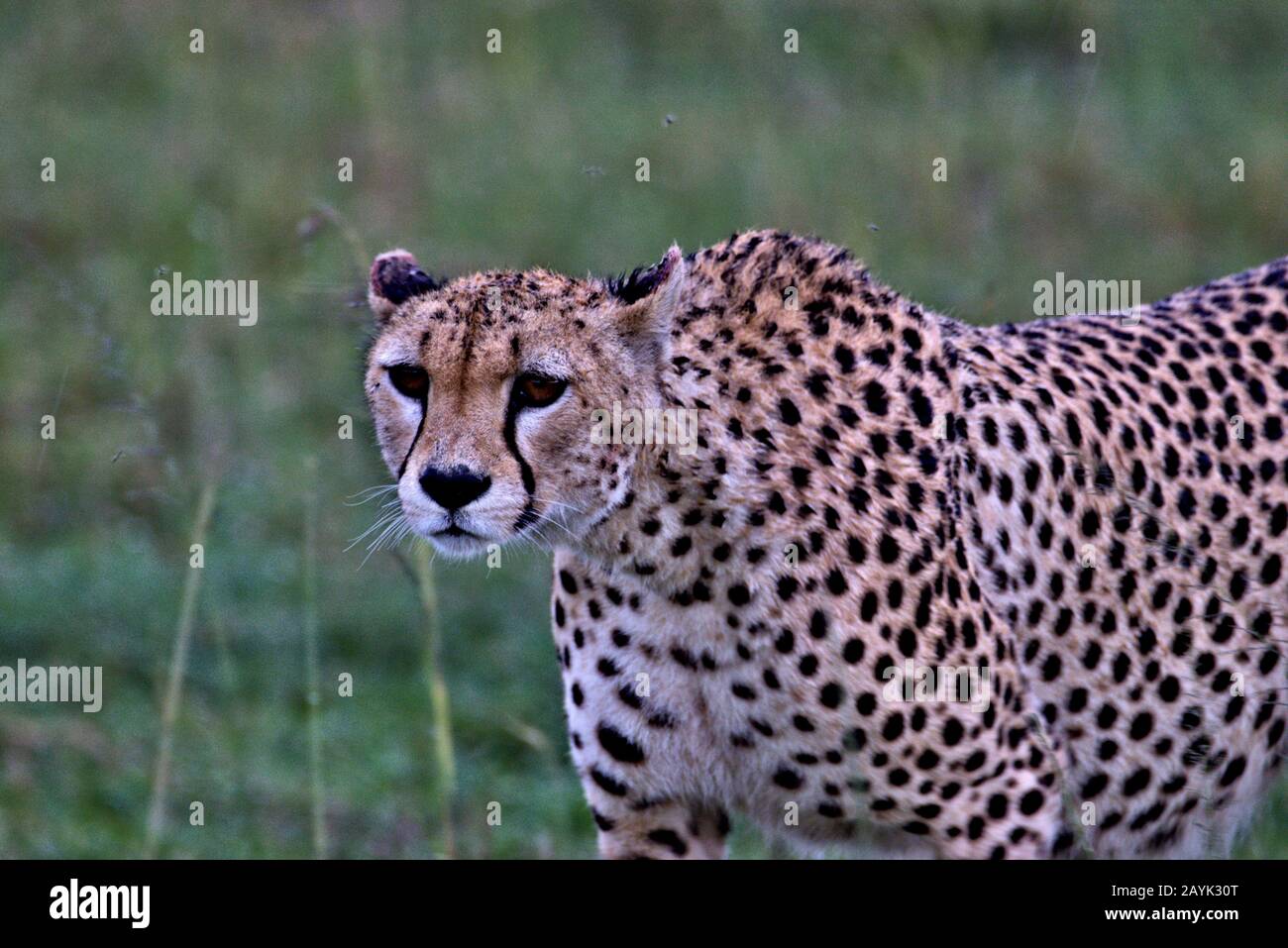 Cheetah climb hi-res stock photography and images - Alamy
