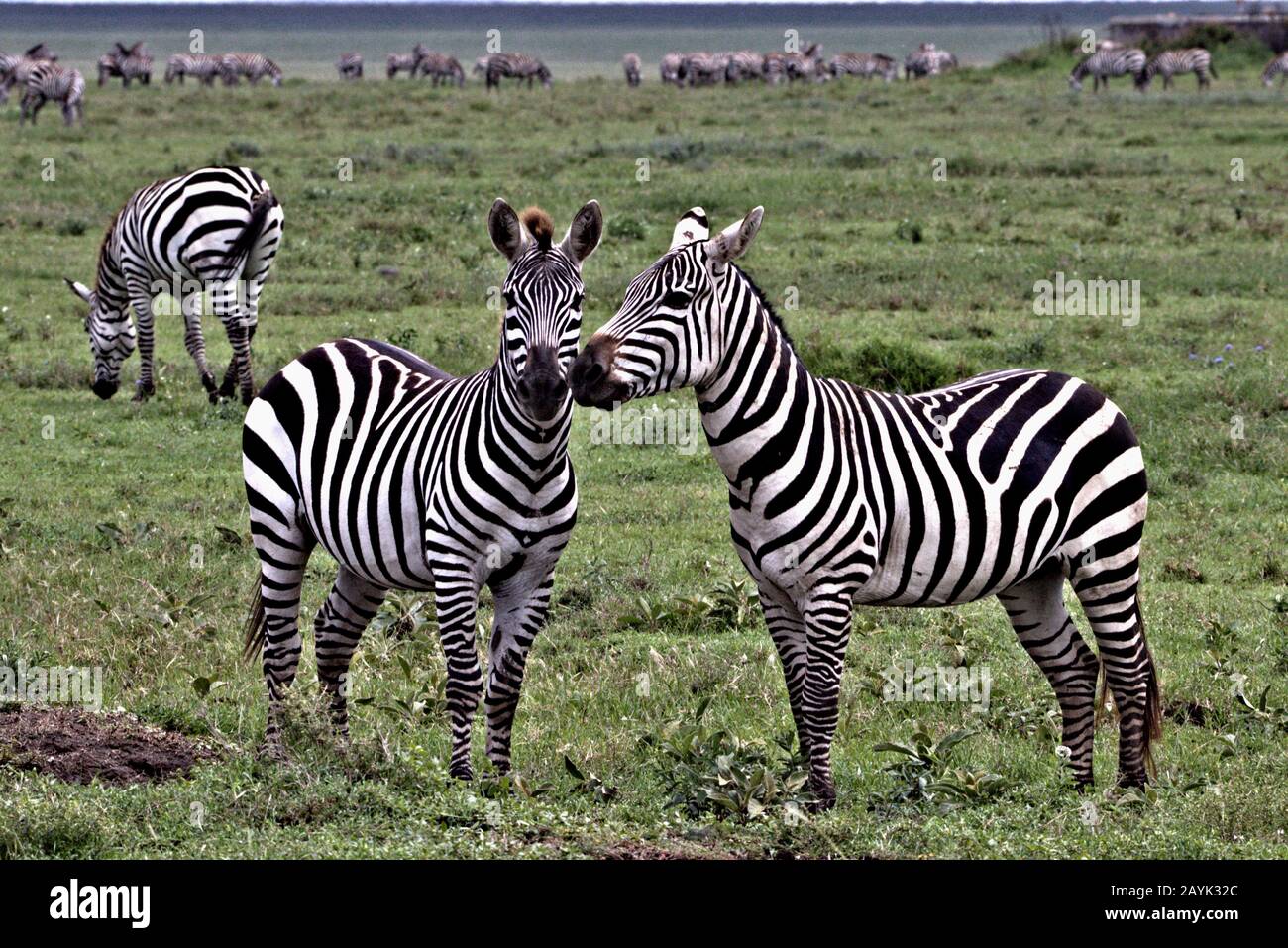 Zebra mule hi-res stock photography and images - Alamy