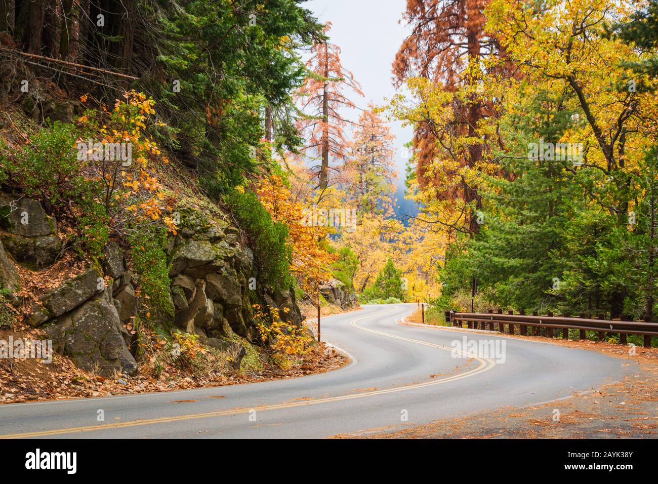 Fall Foliage along winding Generals Highway leading to Giant Forest in ...