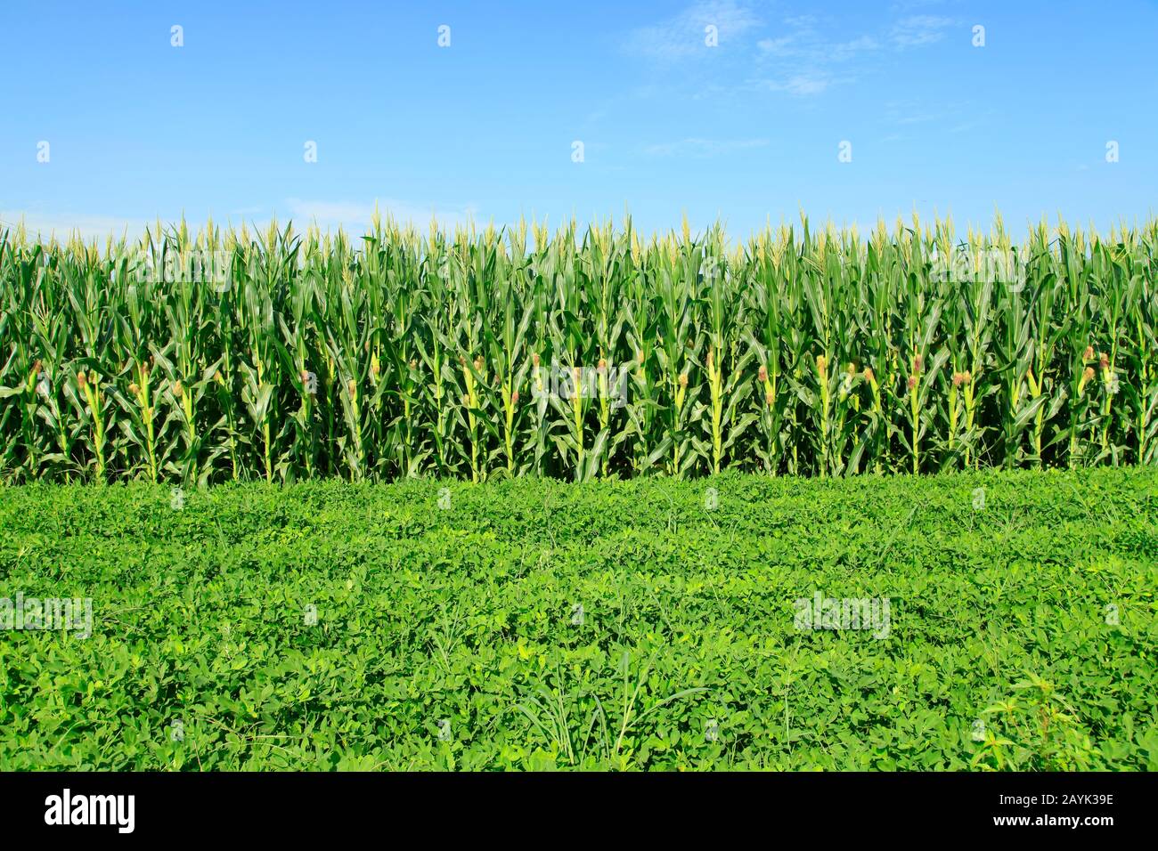 The corn in the field Stock Photo - Alamy