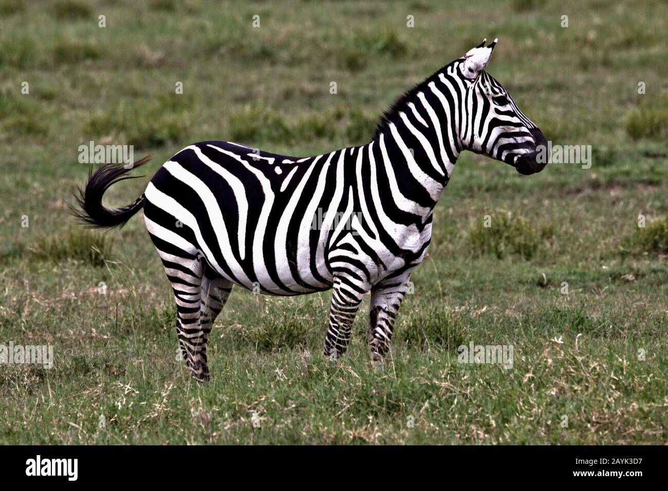 Zebra mule hi-res stock photography and images - Alamy