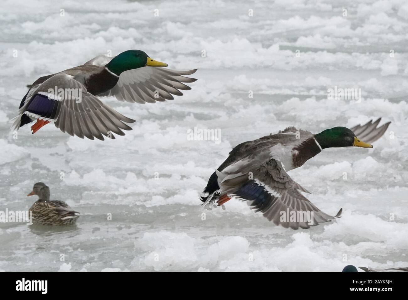 Mallards at Lake in Winter Stock Photo - Alamy