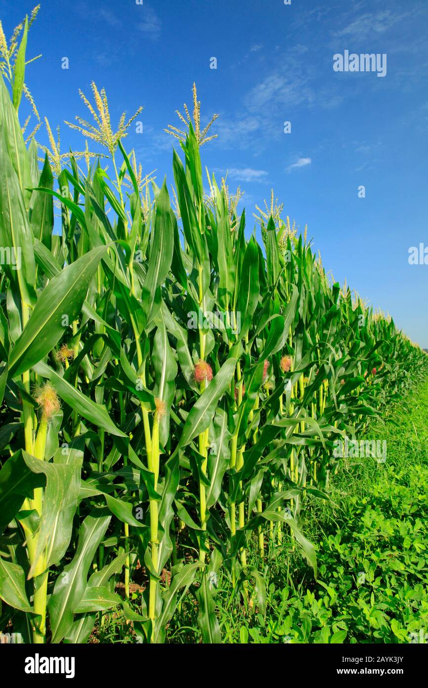 The corn in the field Stock Photo - Alamy
