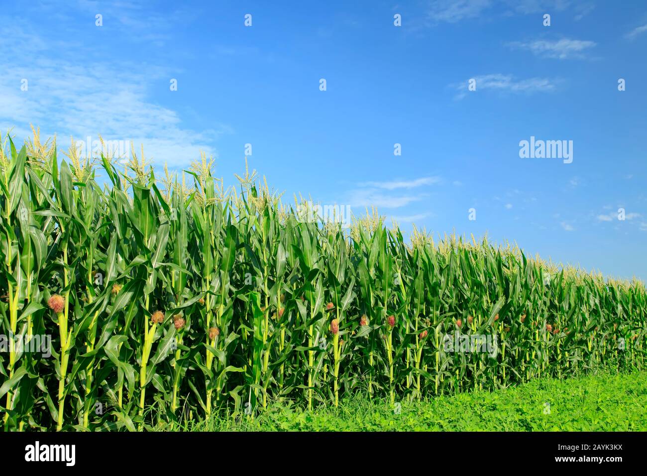 The corn in the field Stock Photo - Alamy