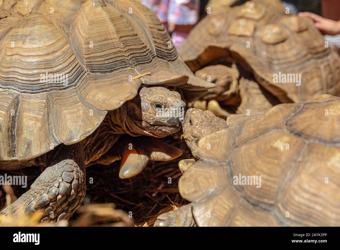Close up big turtles hi-res stock photography and images - Alamy