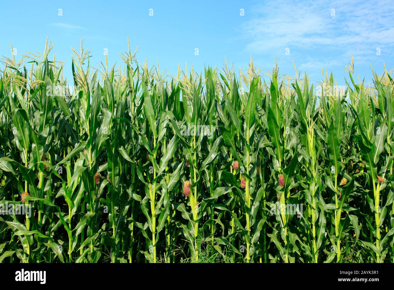 The corn in the field Stock Photo - Alamy