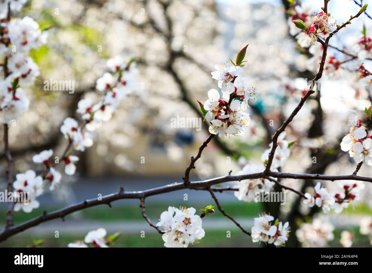 Blossoming cherry trees in spring. Sakura branches with sunlight. Nature background Stock Photo ...