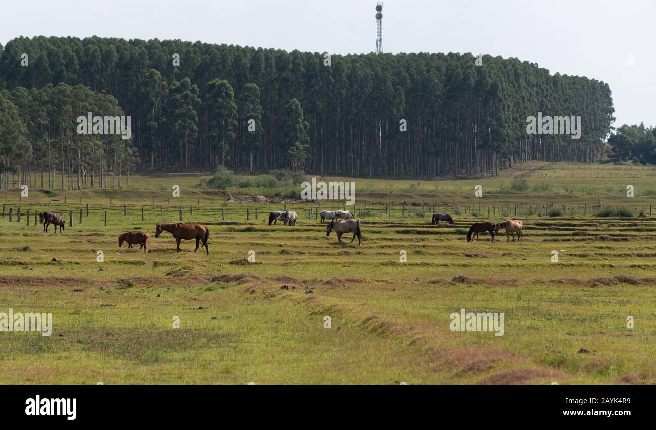 Crioulo horses hi-res stock photography and images - Alamy