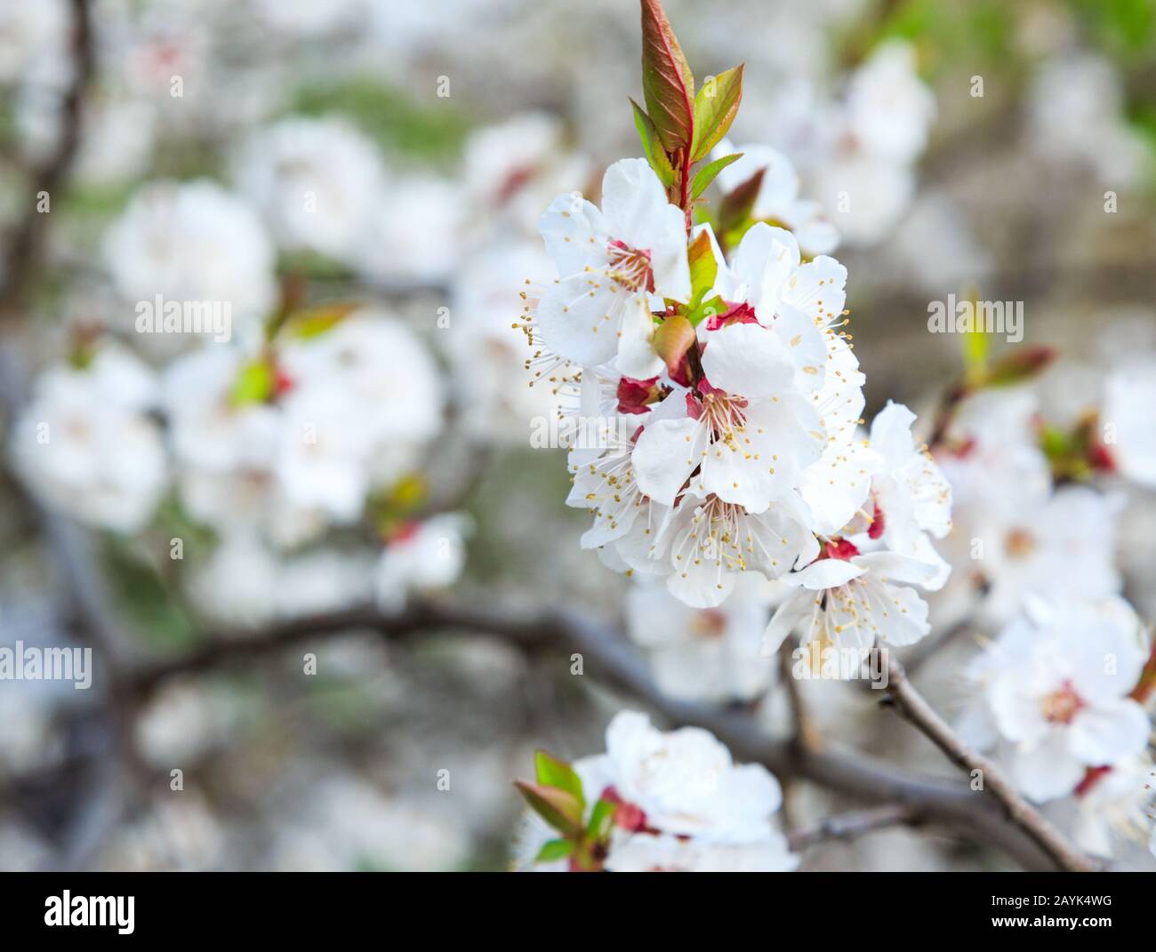 Blossoming cherry trees in spring. Sakura branches with sunlight. Nature background Stock Photo ...