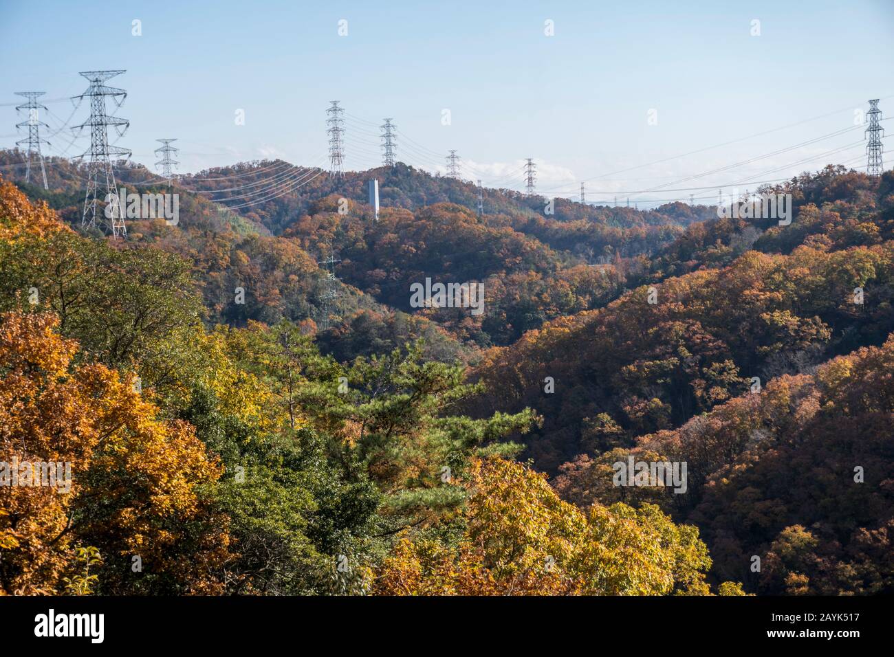 Temperate deciduous forest hi-res stock photography and images - Alamy