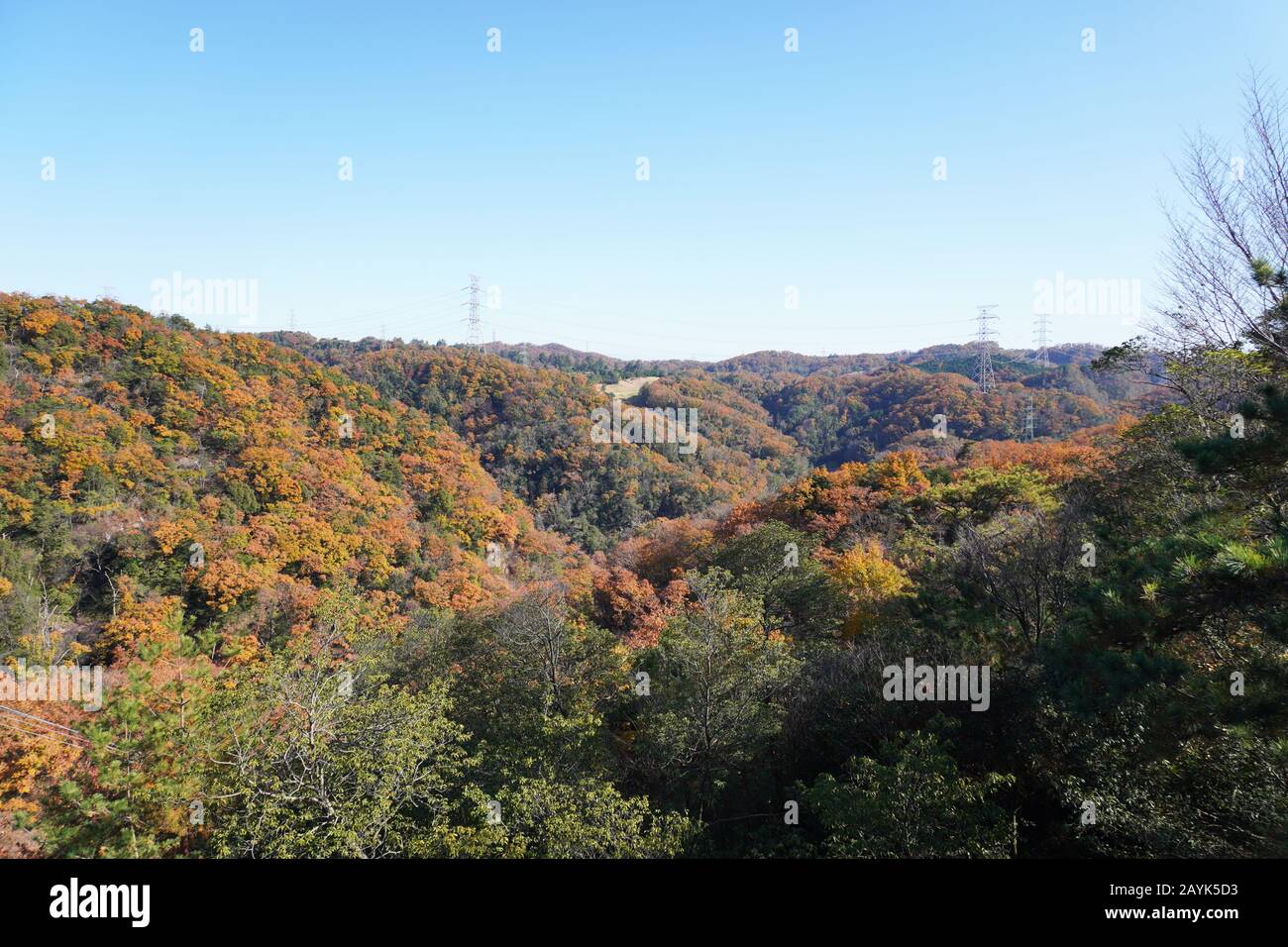 Temperate deciduous forest hi-res stock photography and images - Alamy