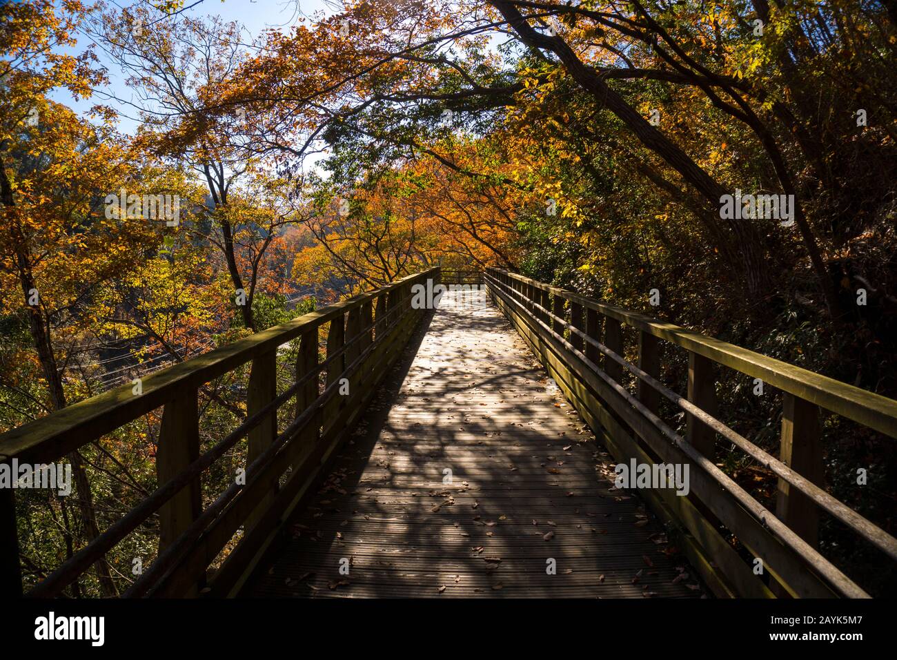 Colorful autumn trail in countryside of Osaka, Japan Stock Photo - Alamy