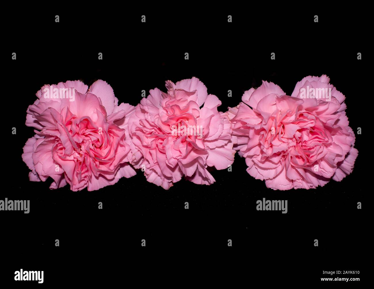 Three pink carnation flowers in a row isolated on black Stock Photo - Alamy