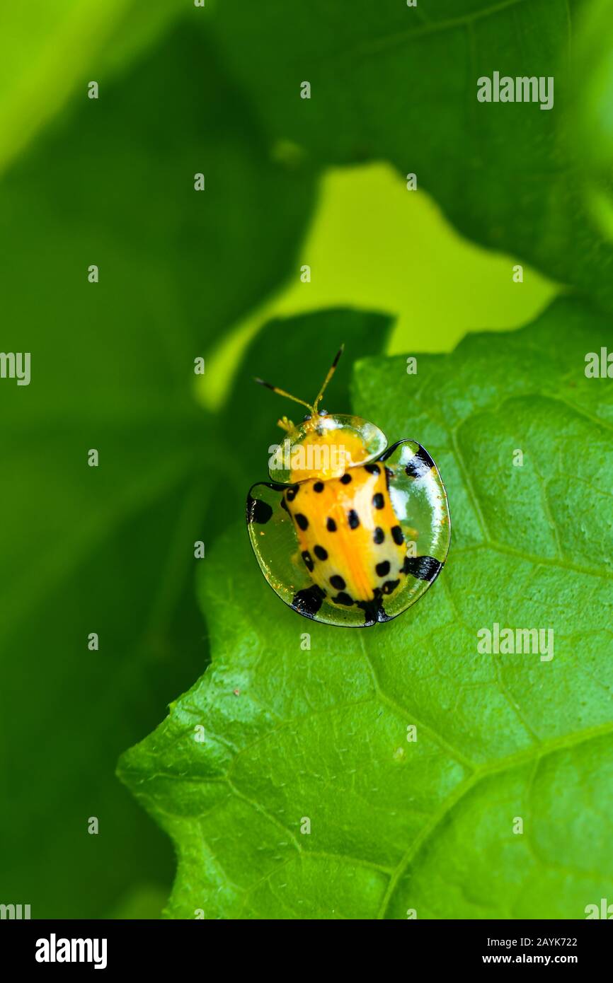 Aspidomorpha miliaris, Golden Tortoise Beetle Stock Photo - Alamy