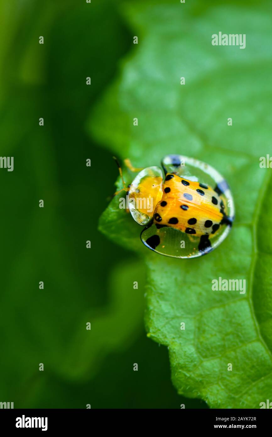Aspidomorpha miliaris, Golden Tortoise Beetle Stock Photo - Alamy