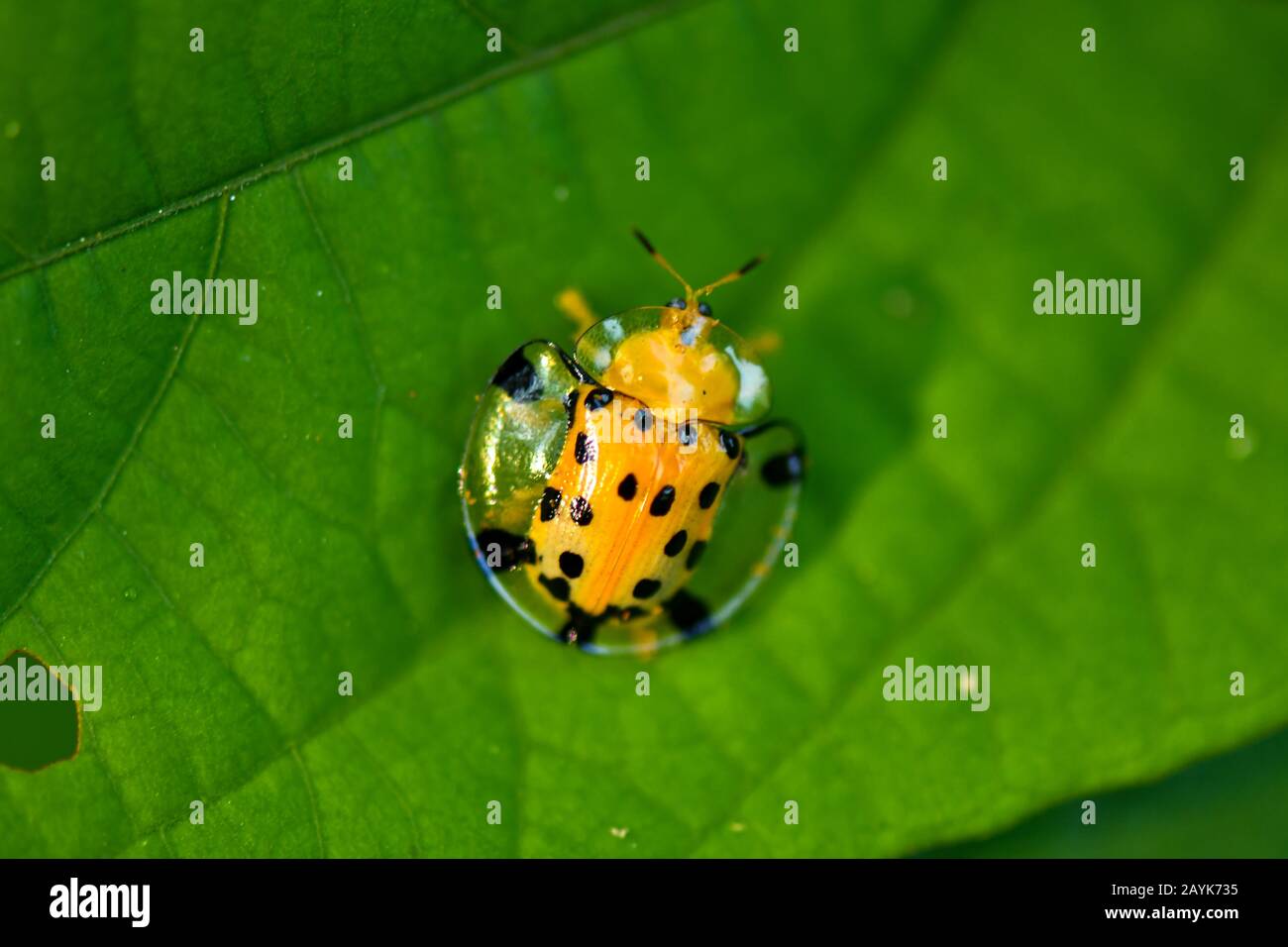 Tortoise Shell Beetle