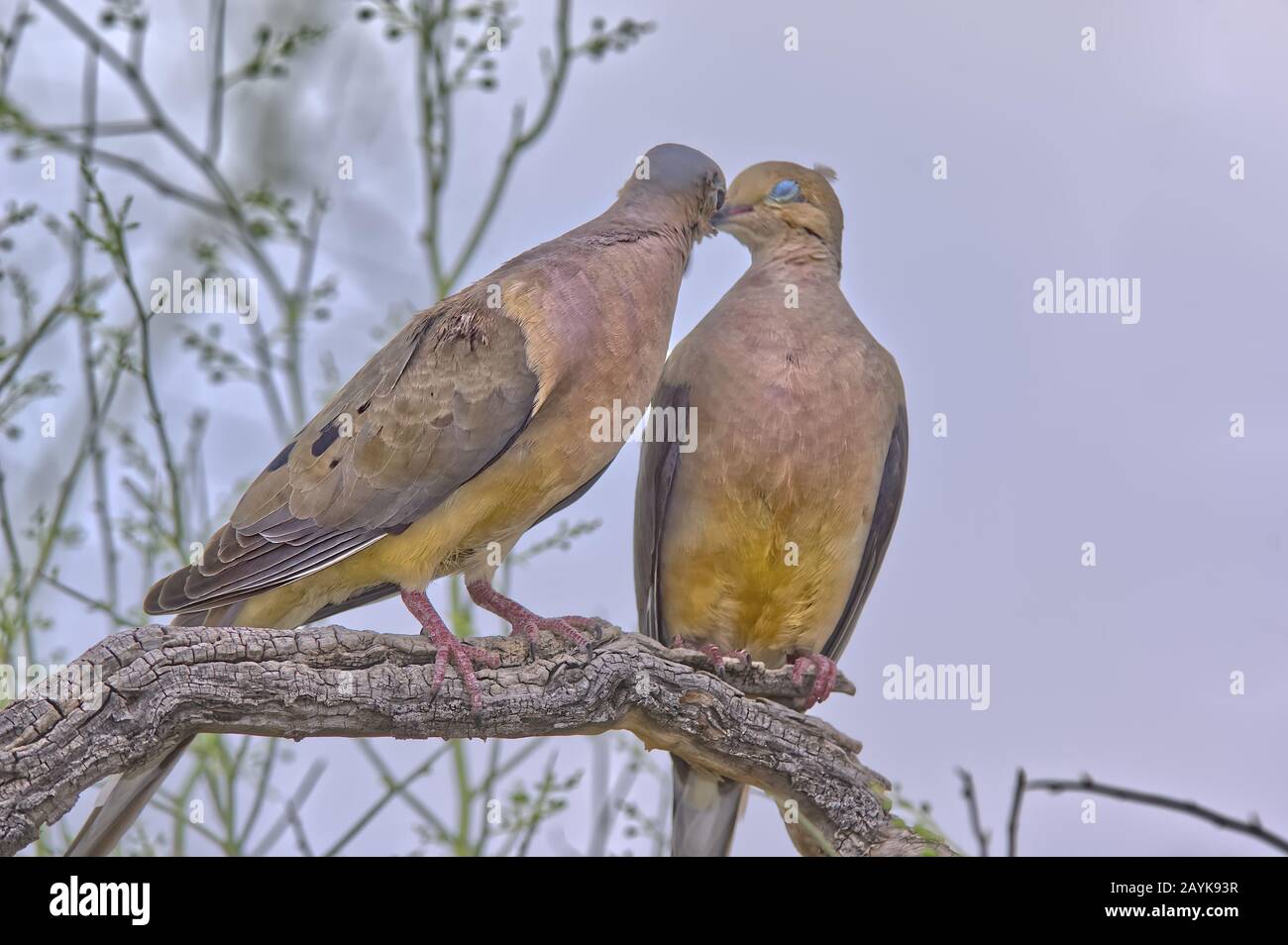 A mated pair of Doves native to Arizona giving each other kisses by ...