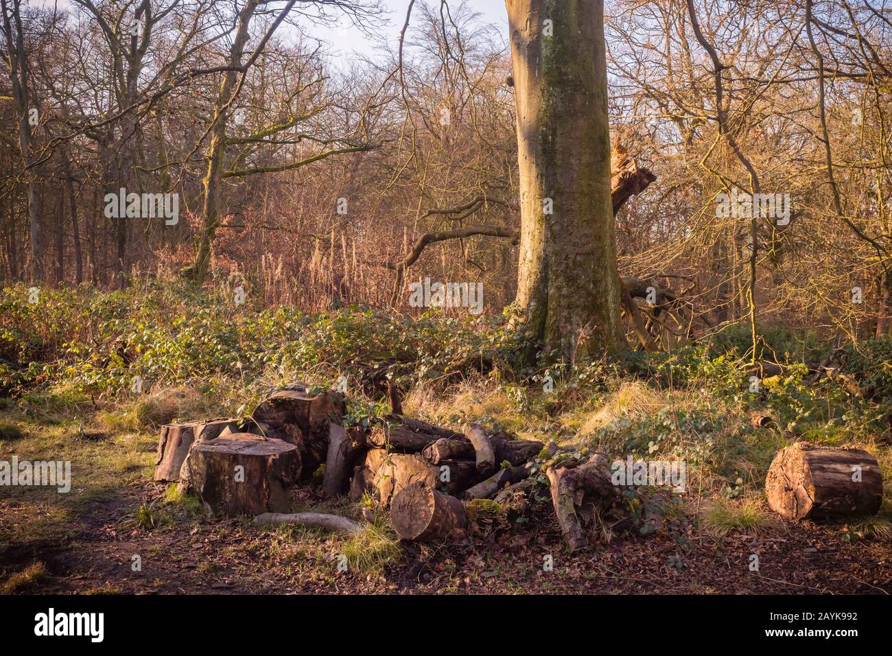 Woodland at Haigh Hall is a historic country house in Haigh ...