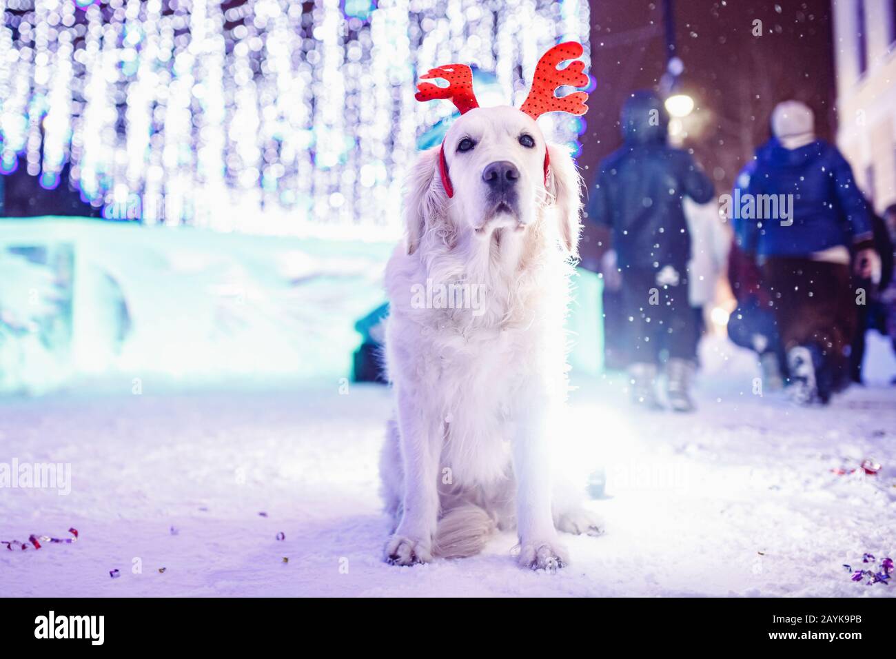 Black labrador puppy christmas hi-res stock photography and images - Alamy