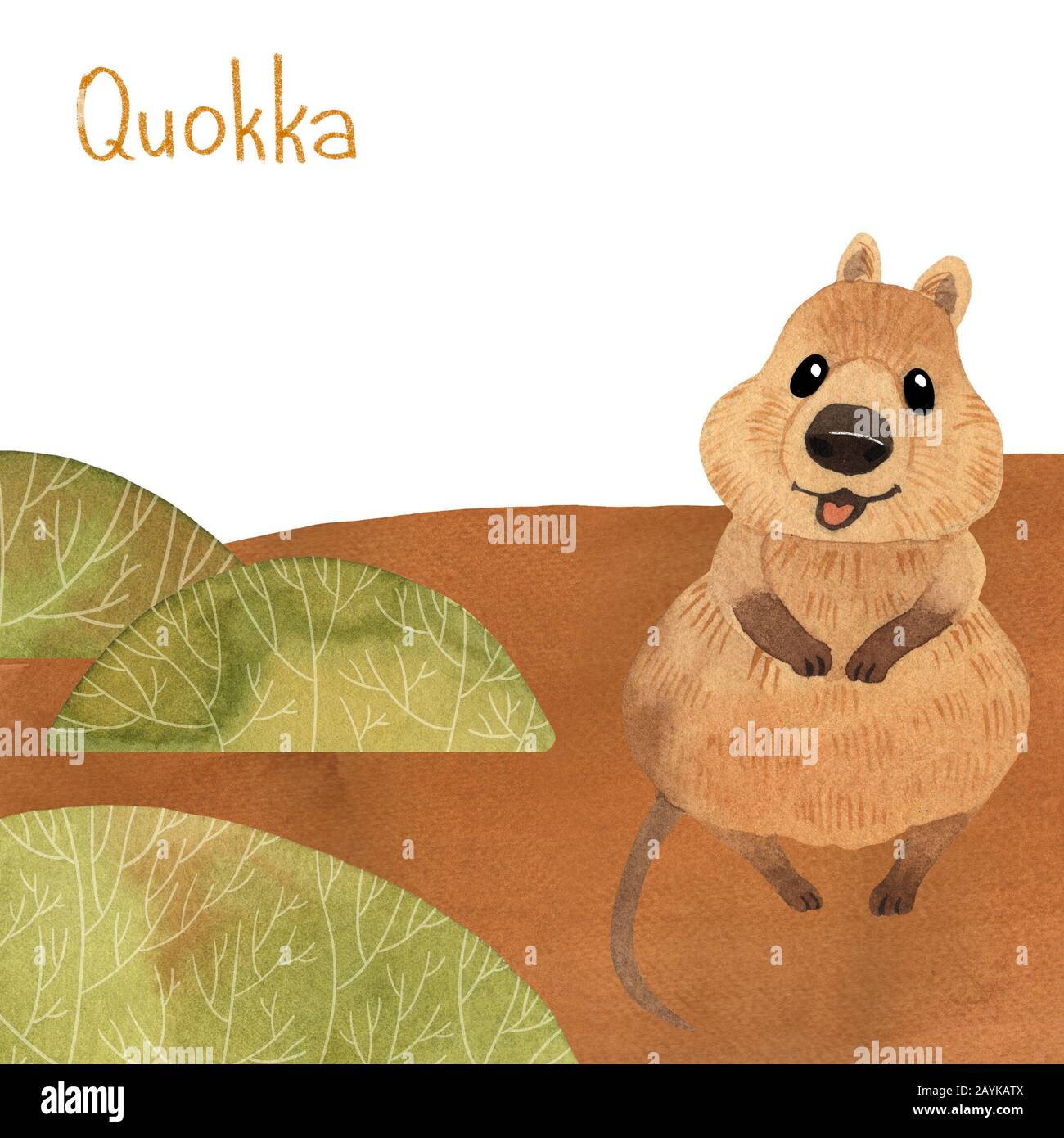 Quokka isolated hi-res stock photography and images - Alamy