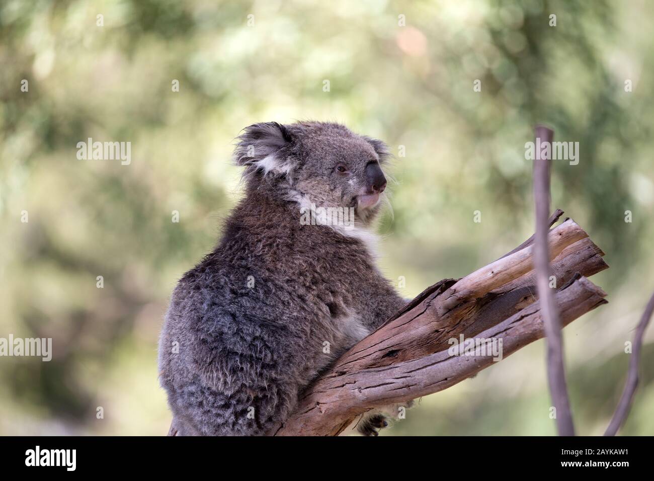 Koala sleeping wild asleep tree hi-res stock photography and images - Alamy