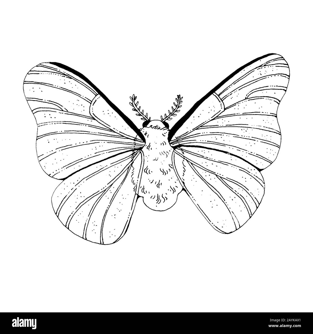 Beautiful mystic vintage black ink moth. Isolated on white background ...