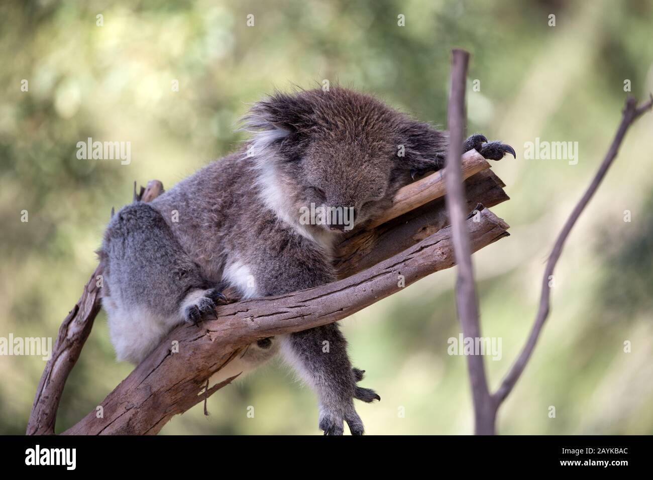Koala sleeping wild asleep tree hi-res stock photography and images - Alamy