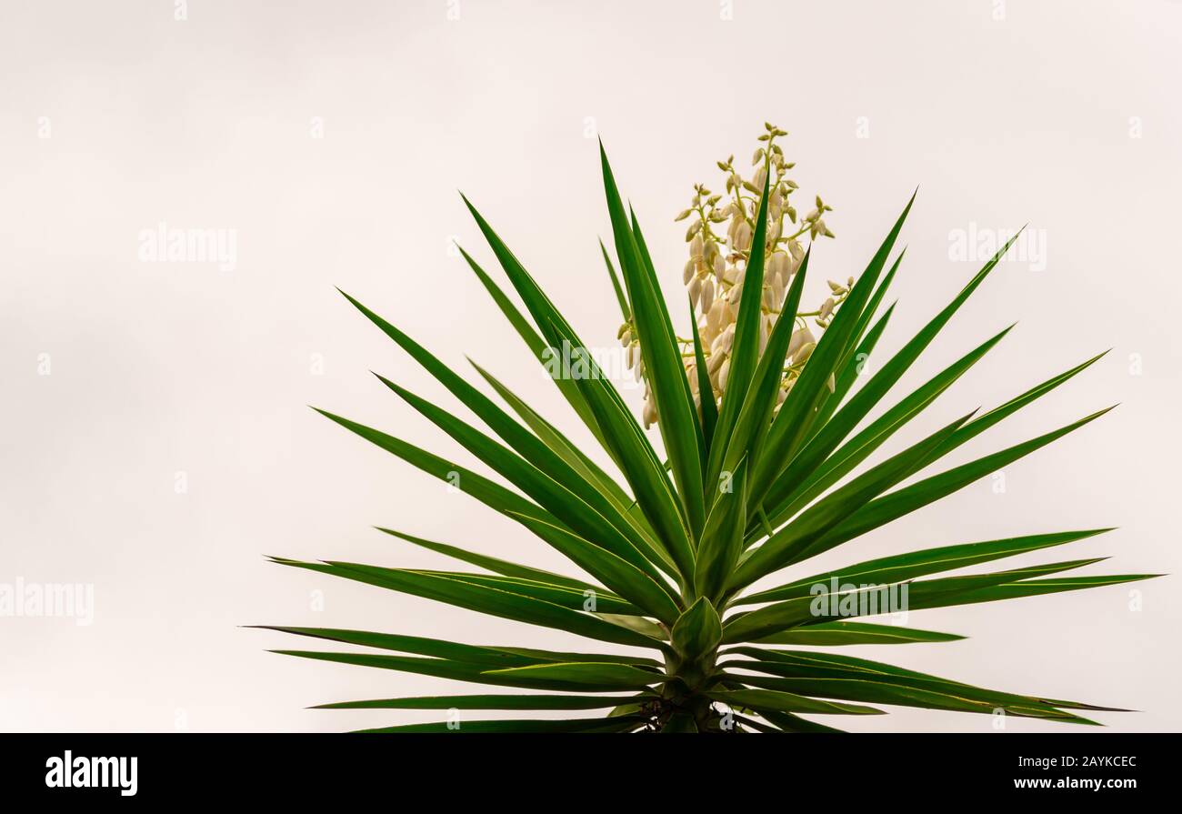Agave angustifolia hi-res stock photography and images - Alamy