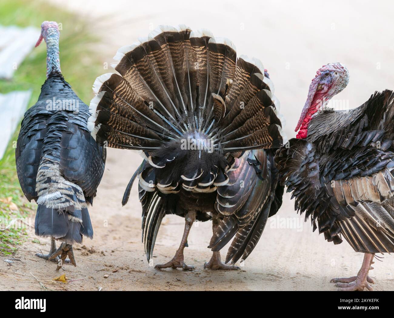 Turkeys strutting along a dirt road displaying front, back and tail ...