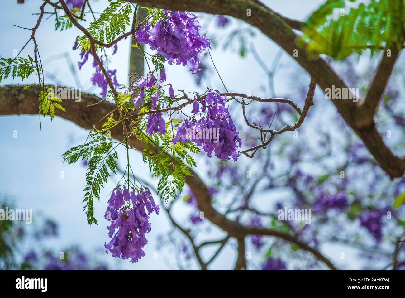 Jacaranda tree petals hi-res stock photography and images - Alamy