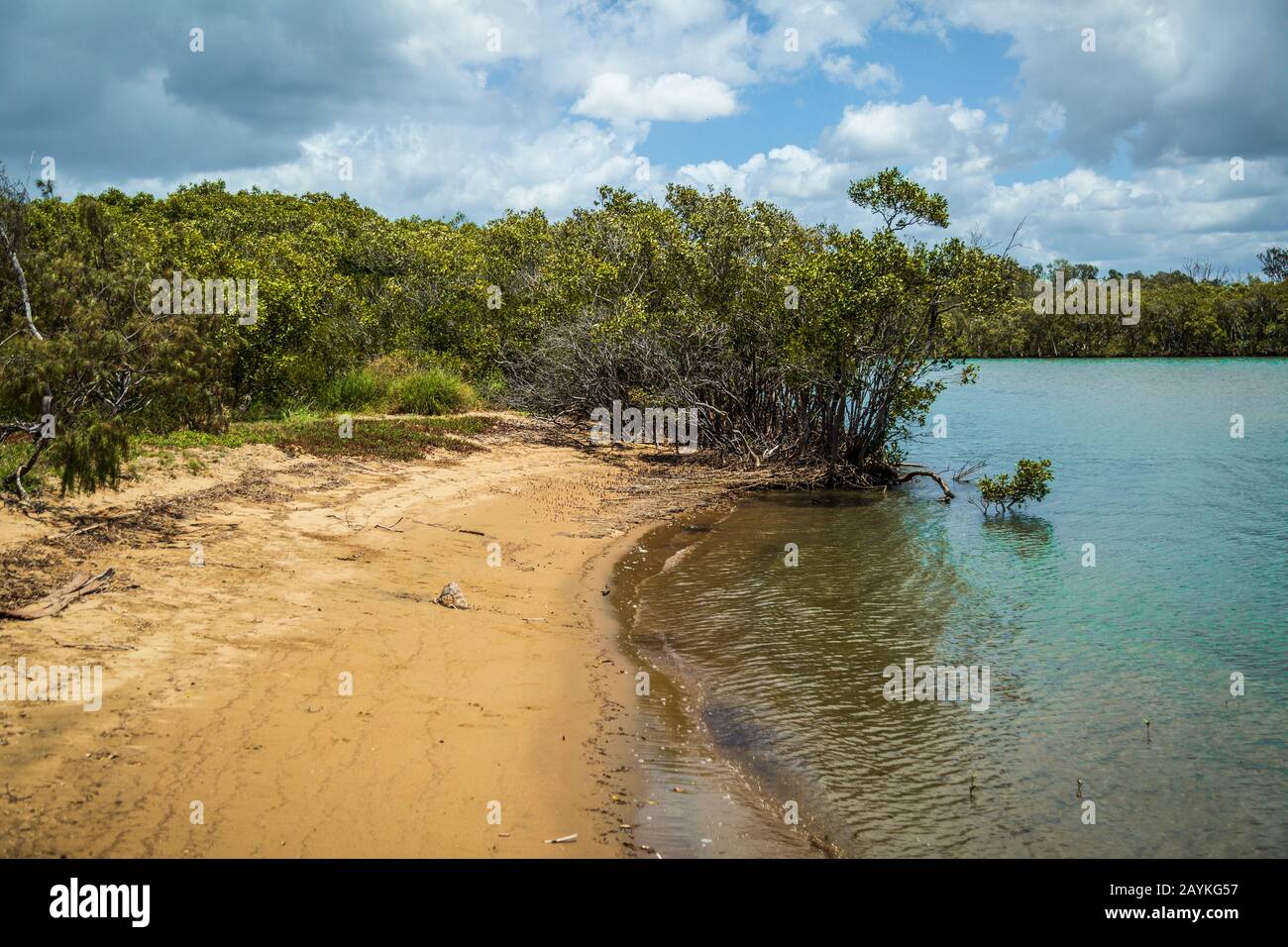 Sandy beach surrounded by mangroves within the Boondall Wetlands ...