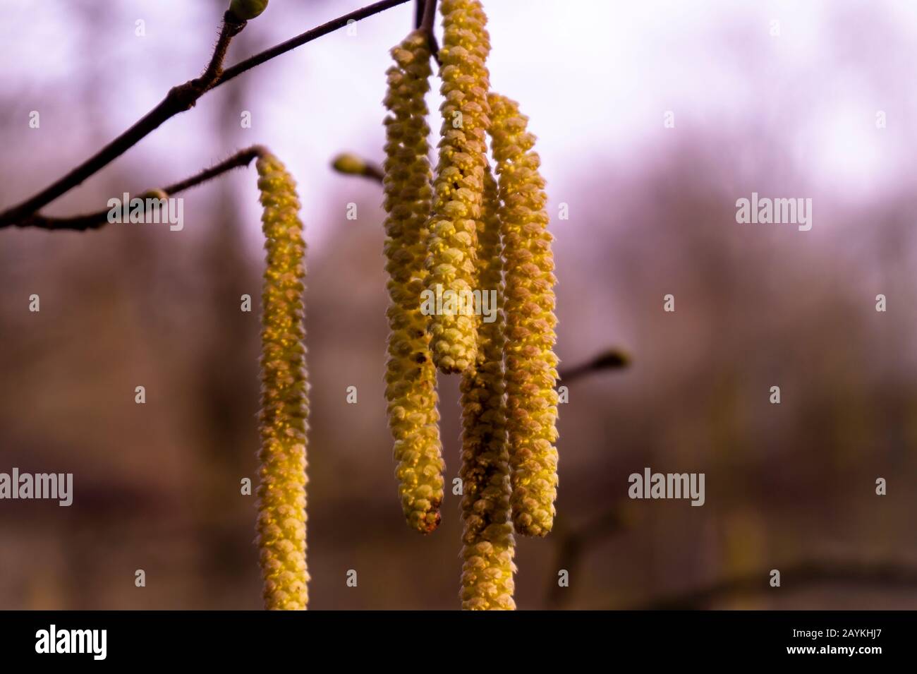 Colorful yellow spring catkins on a tree in closeup against a blurred ...