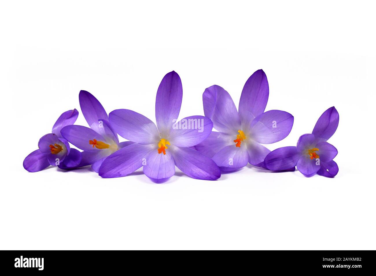 Crocuses bloom in flower Cut Out Stock Images & Pictures - Alamy