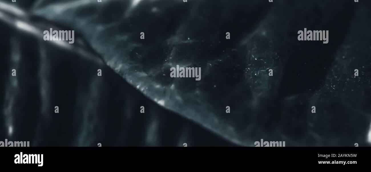 Botany, branding and print concept - Tropical garden nature background ...